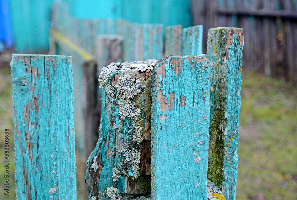 Evernia prunastri. Oakmoss grows on an old fence. Moss on an old tree ...