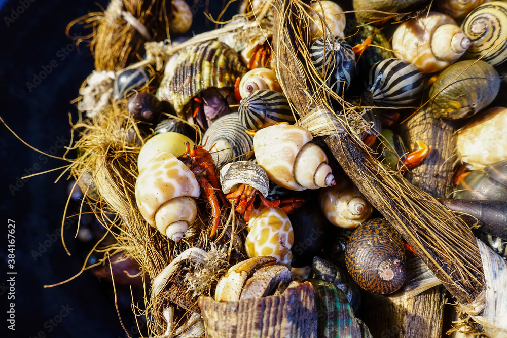 Group of hermit crabs, with various shell. in Indonesia called kumang ...