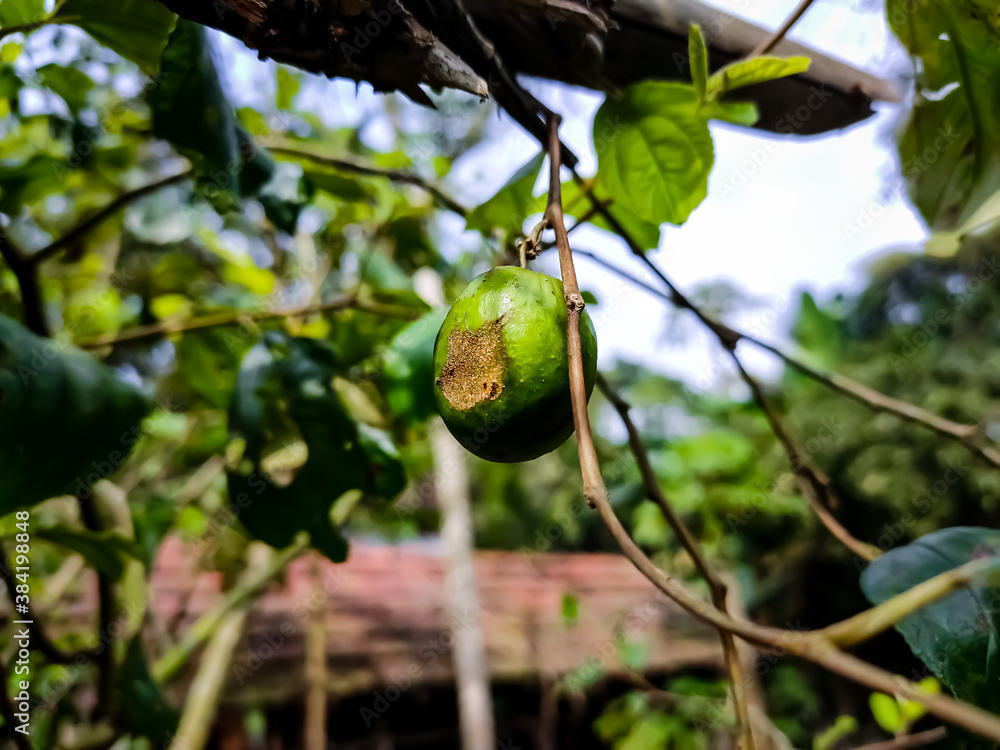 Ziziphus mauritiana, also known as Indian plum, Indian jujube, is a ...