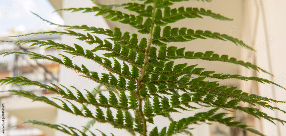 Natural texture and pattern. Closeup view of a Cyathea cooperi fern ...
