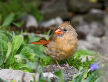 Northern Cardinal On Ground Free Stock Photo - Public Domain Pictures
