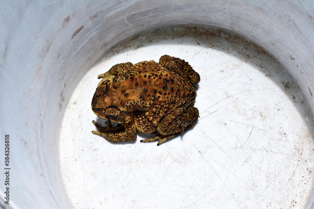 Yellow-brown Thai toad with black spots, rough and poisonous skin, in ...