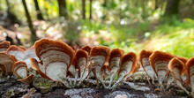 False Turkey Tail Fungi Free Stock Photo - Public Domain Pictures