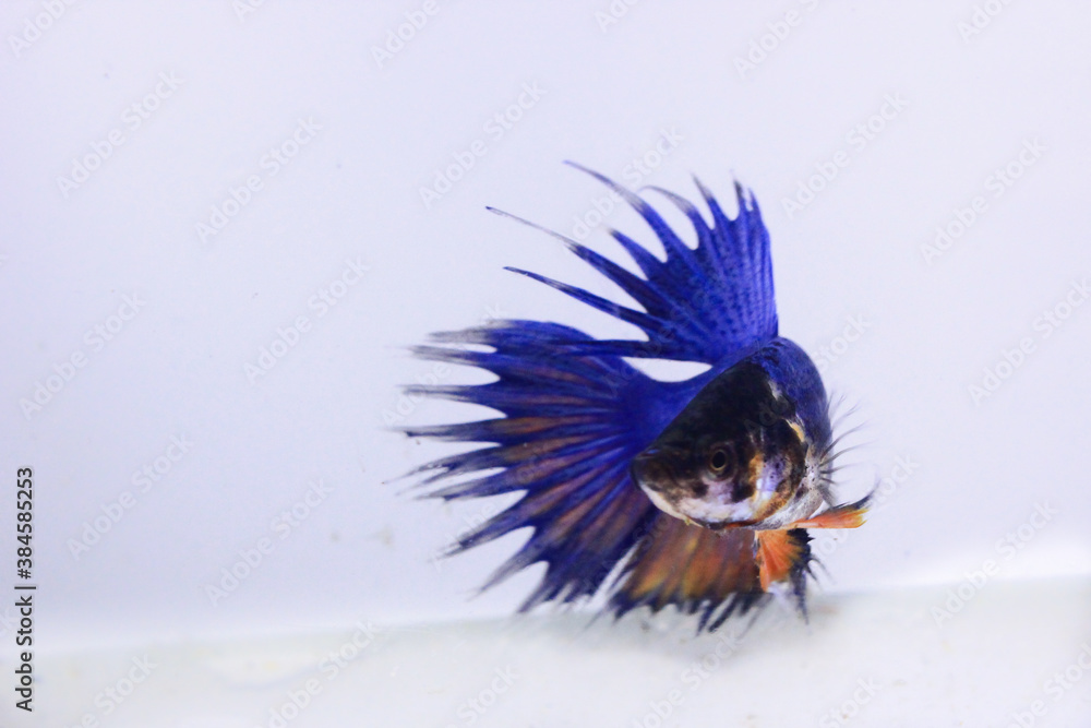 blue crowntail betta fish. The blue betta fish with a yellow ...
