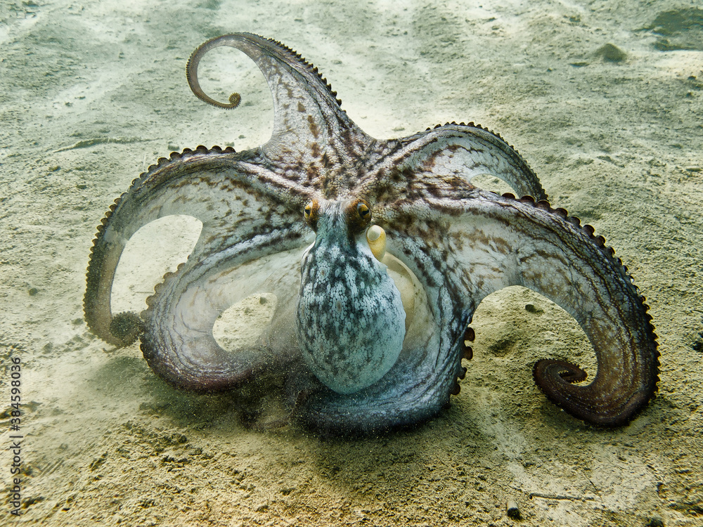 Il polpo (Octopus vulgaris Cuvier, 1797) o polpo è un cefalopode della ...