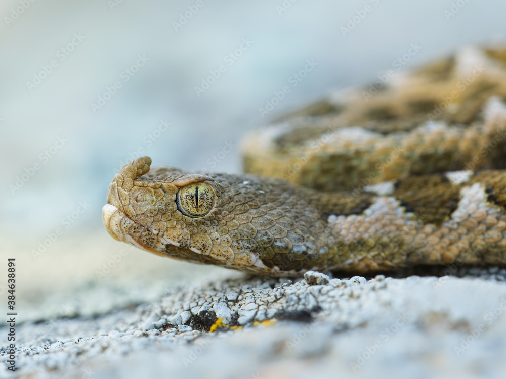 Nose-horned Viper - Vipera ammodytes also horned or long-nosed viper ...