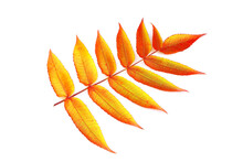 Sumac Leaves In Autumn Free Stock Photo - Public Domain Pictures