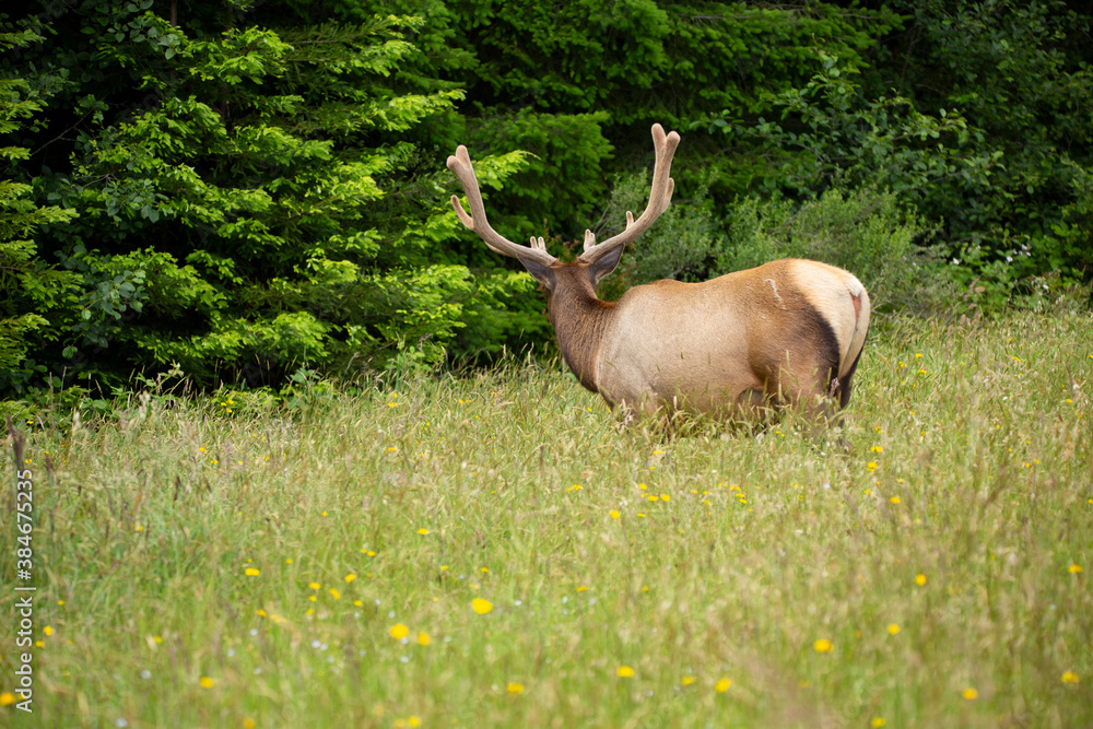 Elk stubbornly stares away from the camera showing only its back and ...
