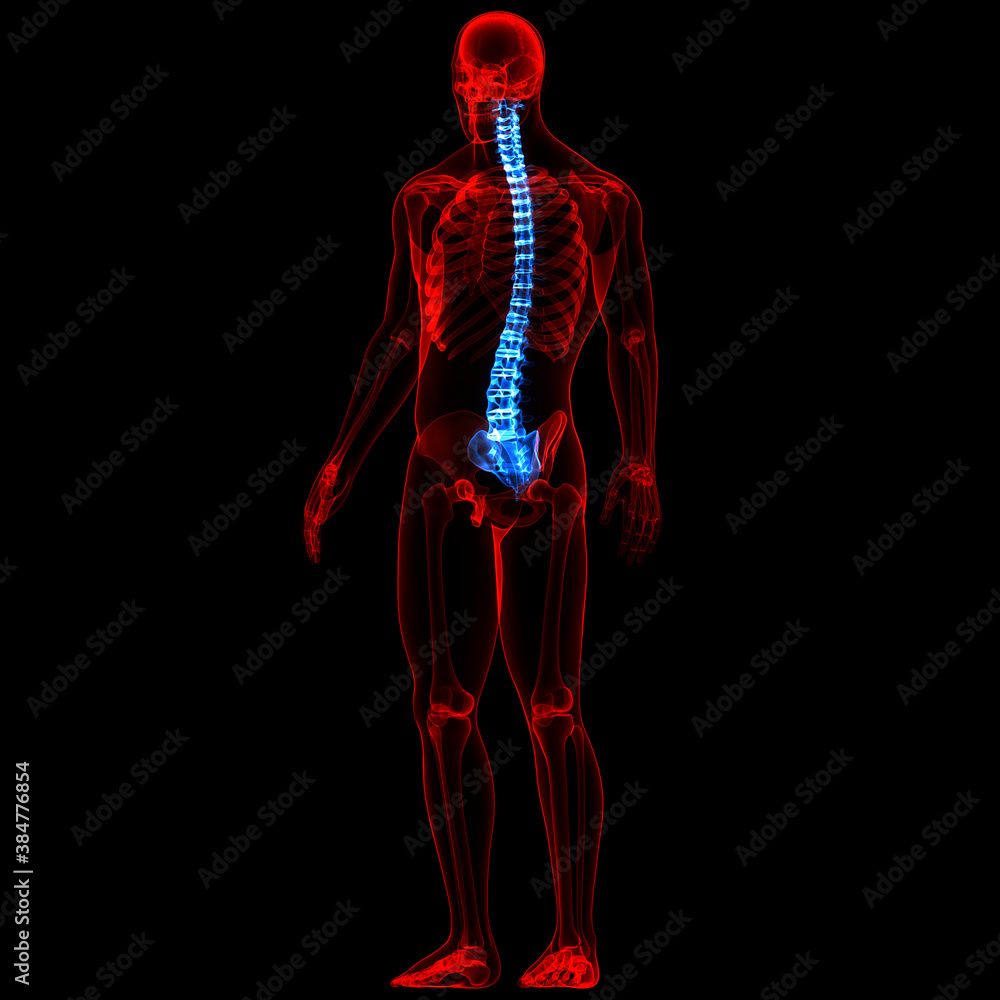 Spinal Cord Vertebral Column of Human Skeleton System Anatomy Stock ...