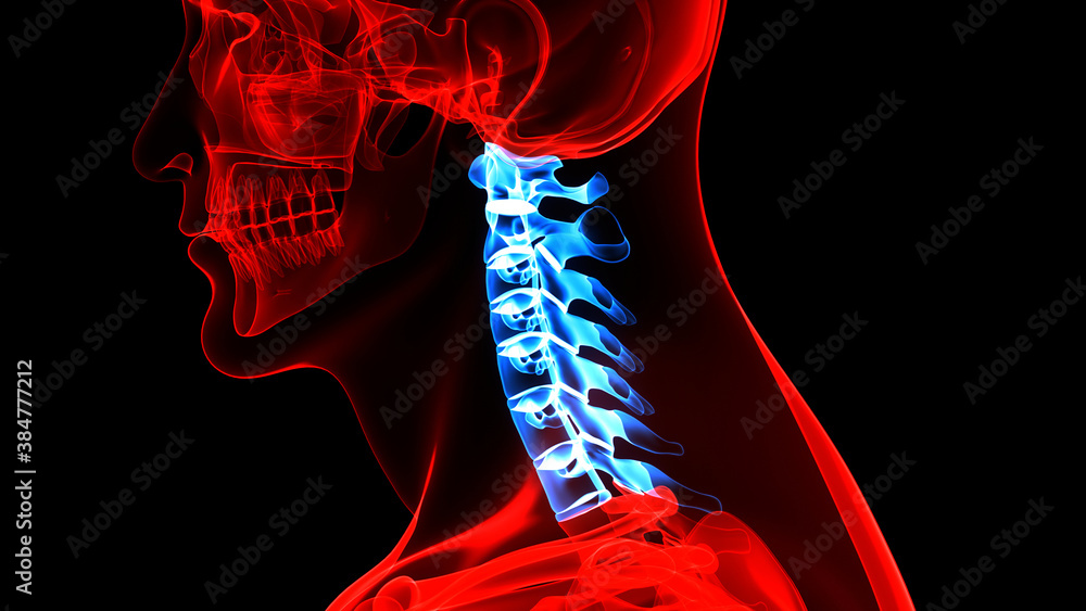 Ilustración de Stock Spinal Cord Vertebral Column Cervical Vertebrae of Human Skeleton System ...