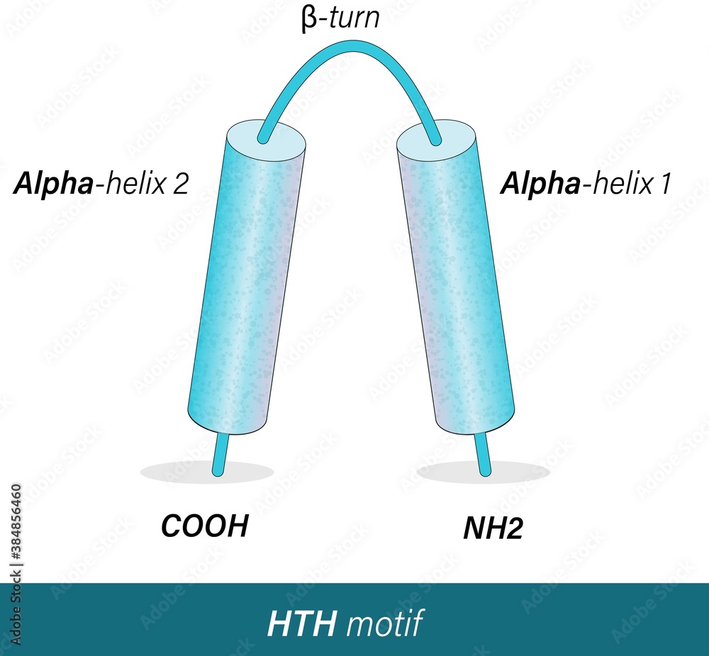 DNA binding motifs: HLH or helix loop helix motif, Helix turn helix HTH motif, Leucine zipper ...