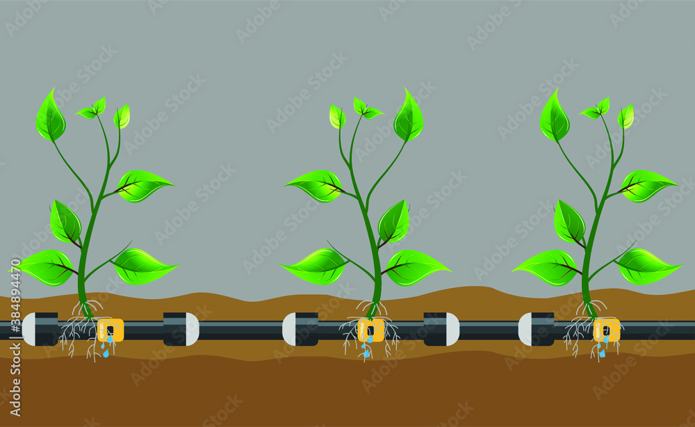 Underground or in ground drip irrigation system. Water irrigation ...