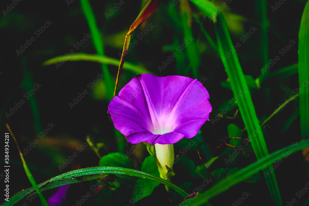 Batanes Flower Stock Photo | Adobe Stock