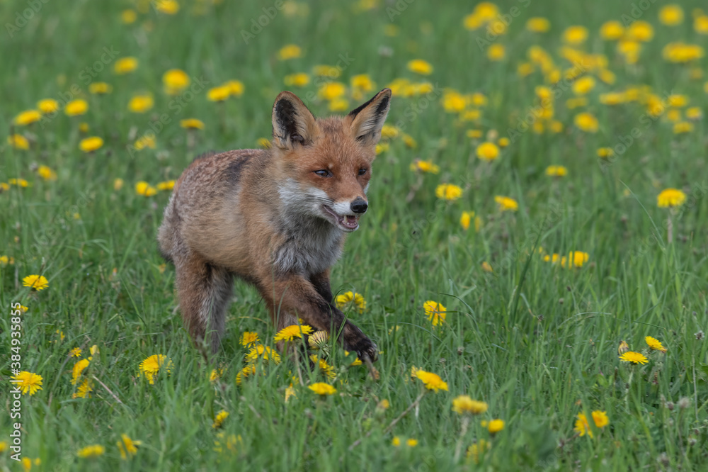Red Fox. The species has a long history of association with humans.The ...