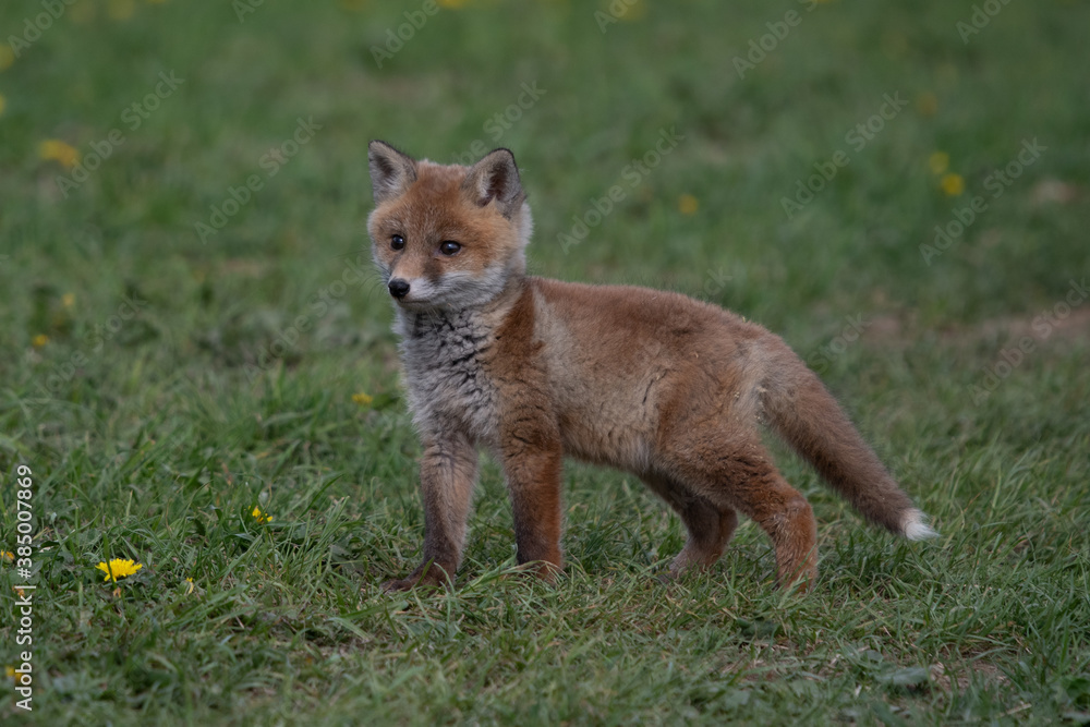 Red Fox. The species has a long history of association with humans.The ...
