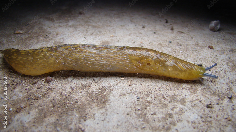 slug crawling on wetlands stump Tentacle of shell-less terrestrial ...
