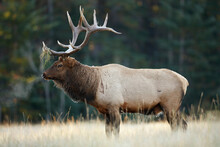 Bull Elk Free Stock Photo - Public Domain Pictures