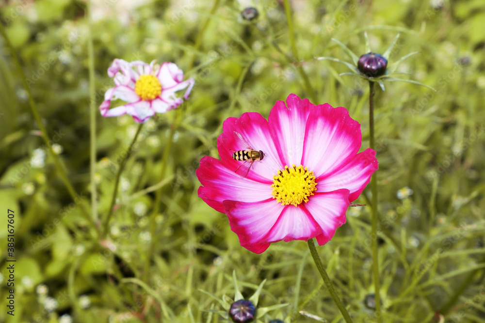 Cosmea is a bright, colorful flower of the Asteraceae family with a ...