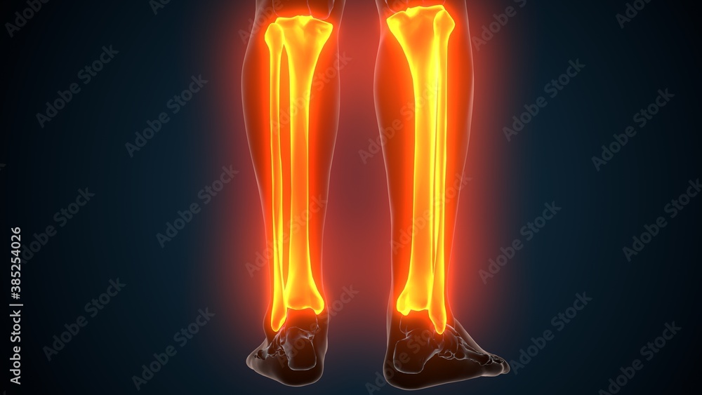 3d illustration of human skeleton system tibia and fibula bone Joints ...