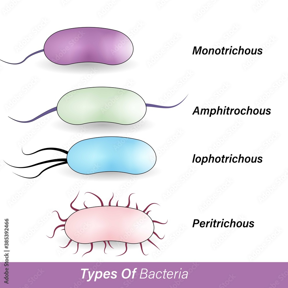 Types of bacteria based on flagella number: Monotrichous, Amphitrichous ...