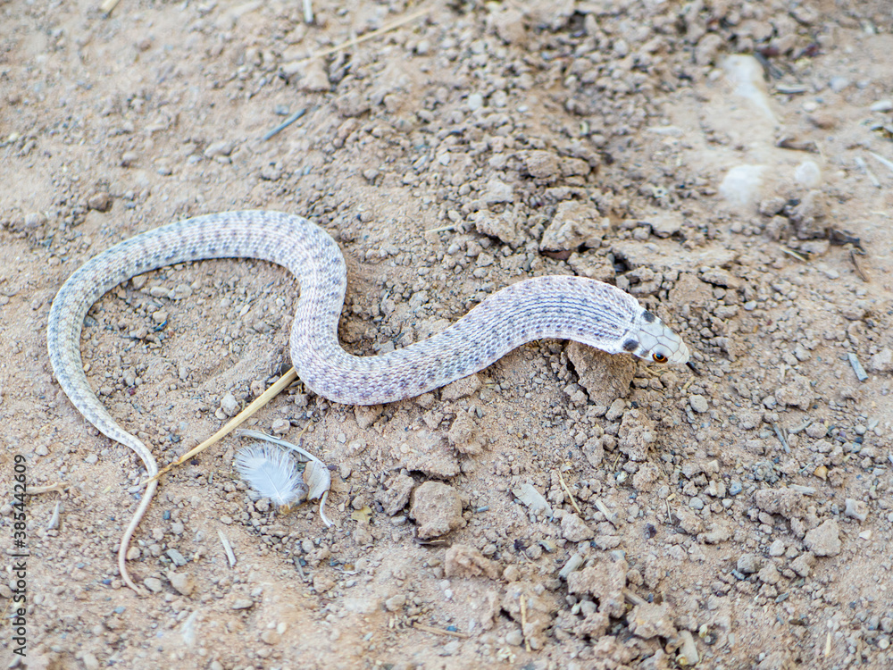 Cerastes gasperettii, commonly known as the Arabian horned viper, is a ...