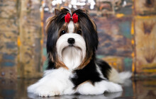 Perro Yorkshire Terrier Stock de Foto gratis - Public Domain Pictures