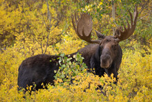 Moose In The Forest Free Stock Photo - Public Domain Pictures