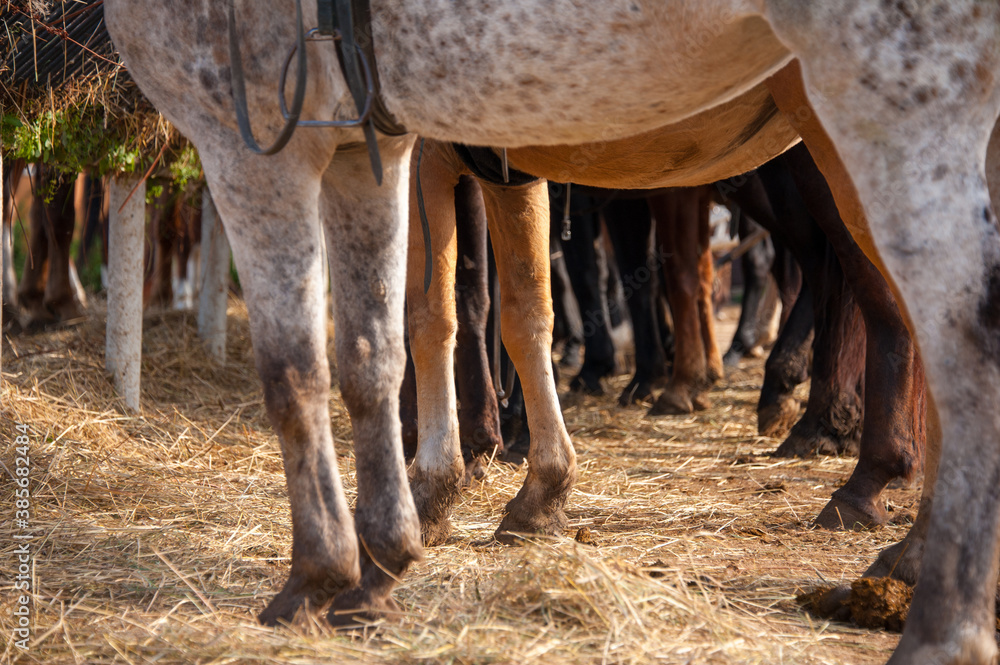 Resting horses with strong muscular legs are standing patiently during ...