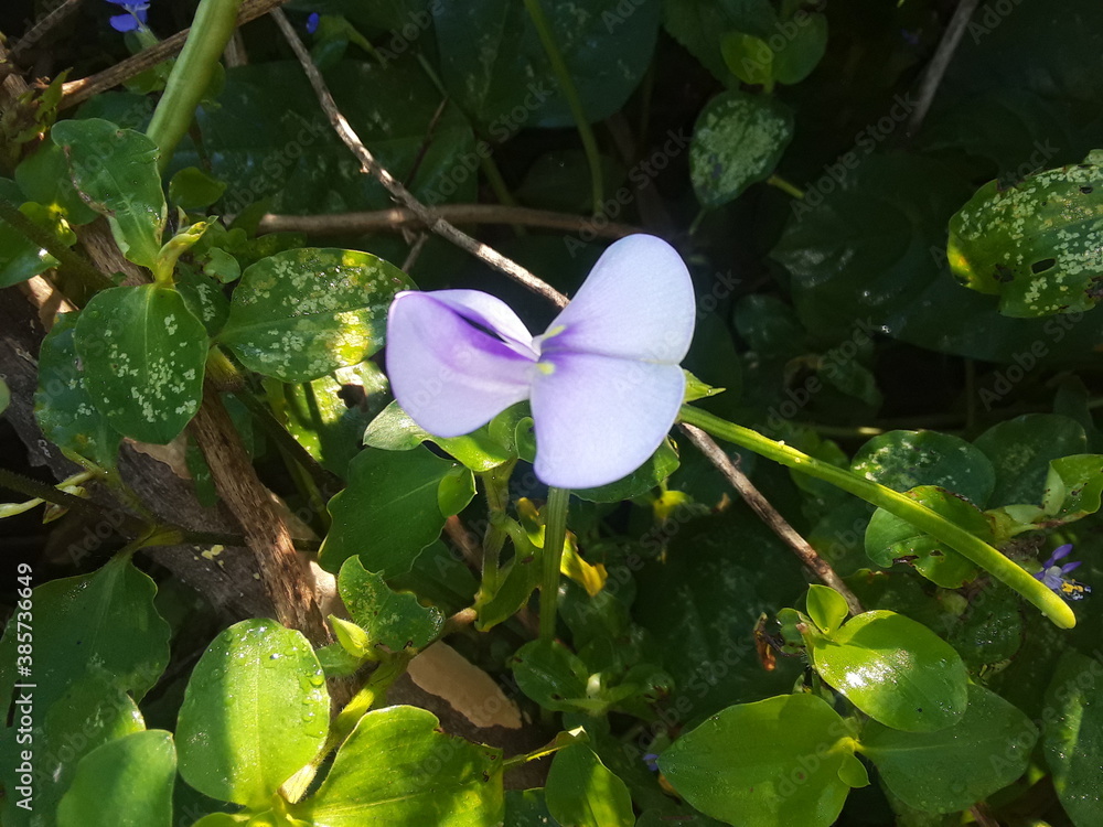 Foto Lobia (Sanskrit: लावणी) is a plant whose pods are thin, elongated ...
