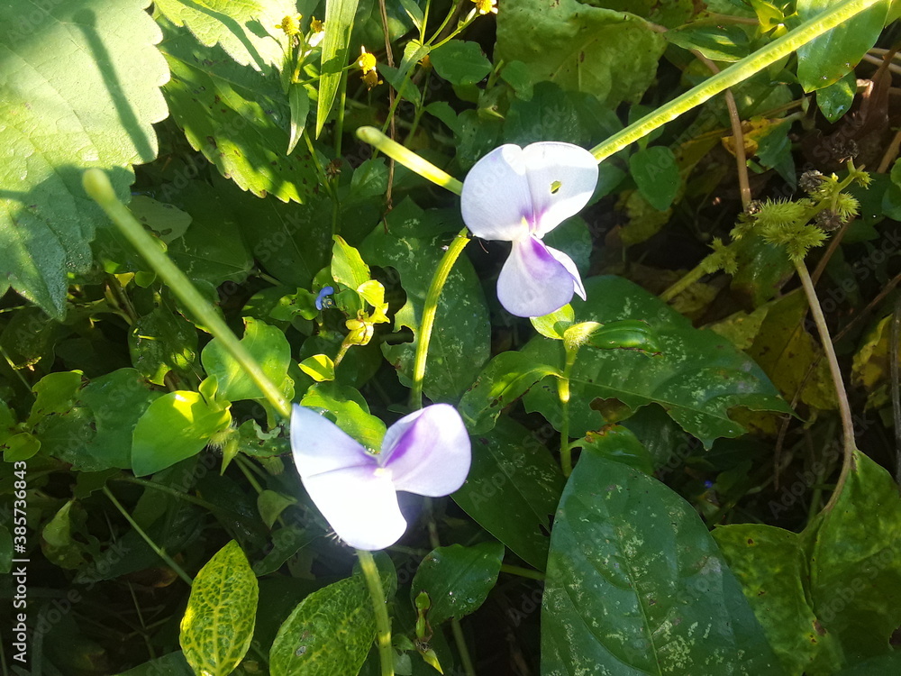 Lobia (Sanskrit: लावणी) is a plant whose pods are thin, elongated ...