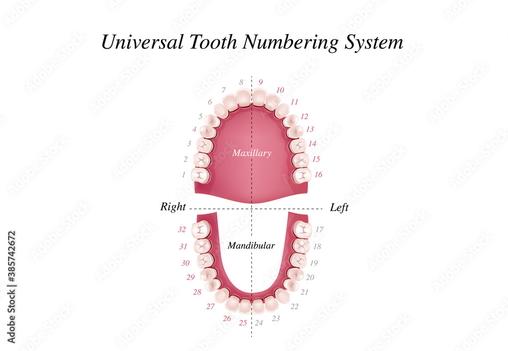 Adult international tooth numbering chart. Universal numbering system ...