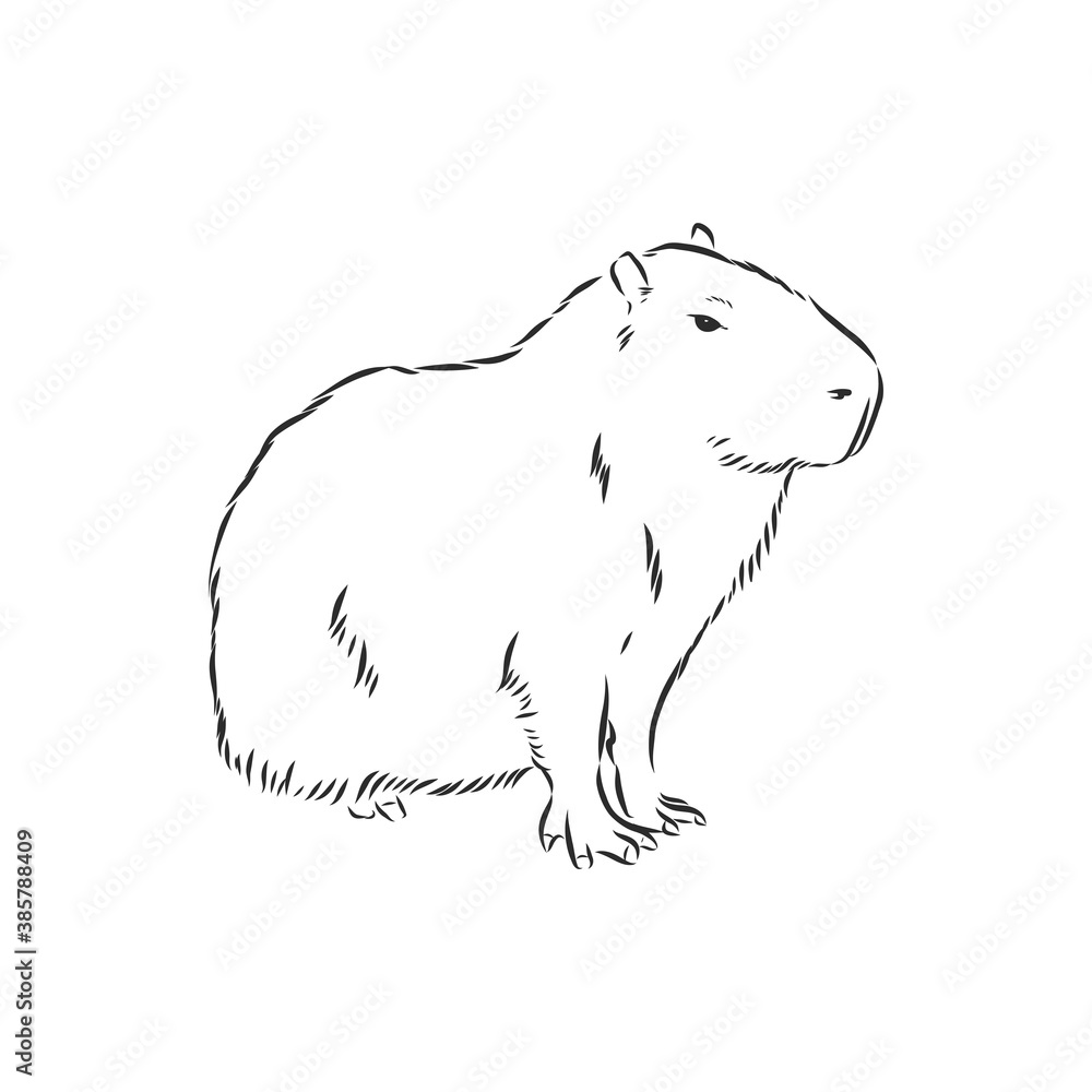 Capybara hand drawing. Animals of South America series. Vintage ...