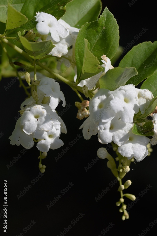 Duranta repens 'Alba' (White sky flower) / Verbenaceae evergreen shrub ...