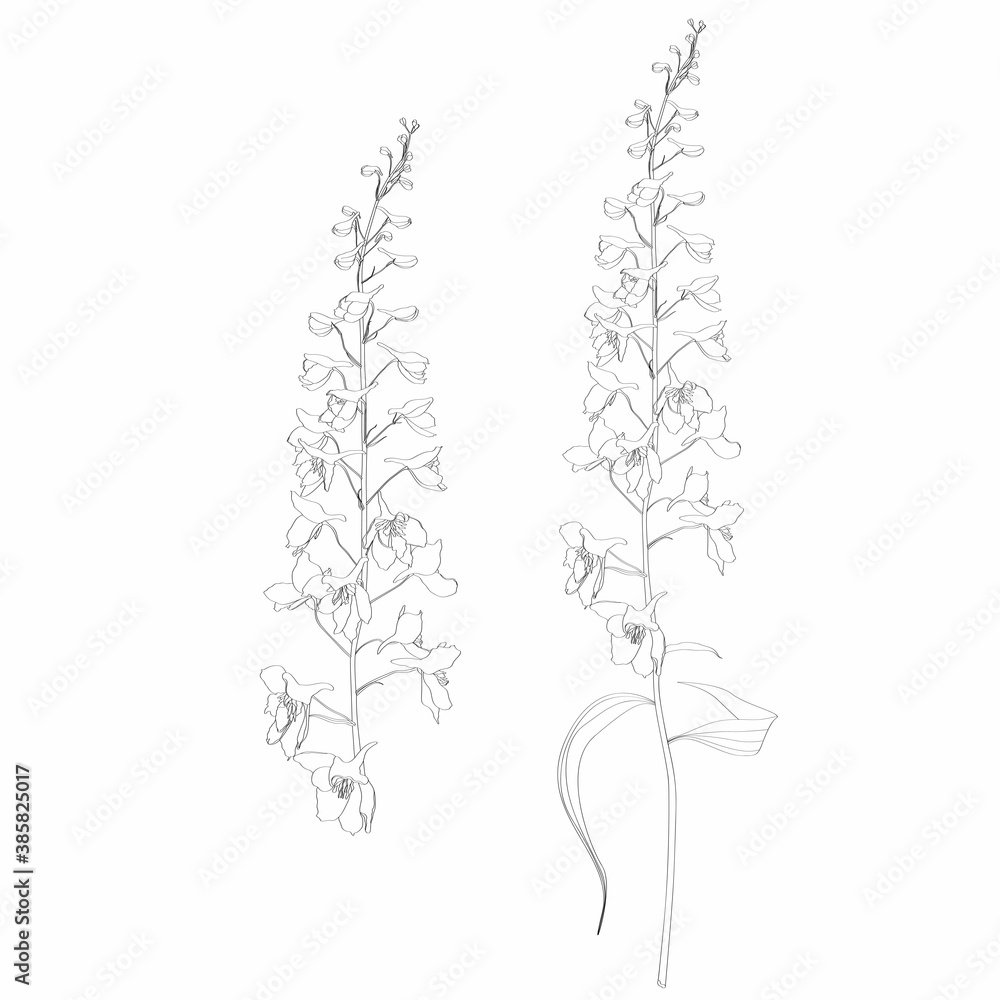 Hand drawn outline delphinium flower line on white background. Stock ...