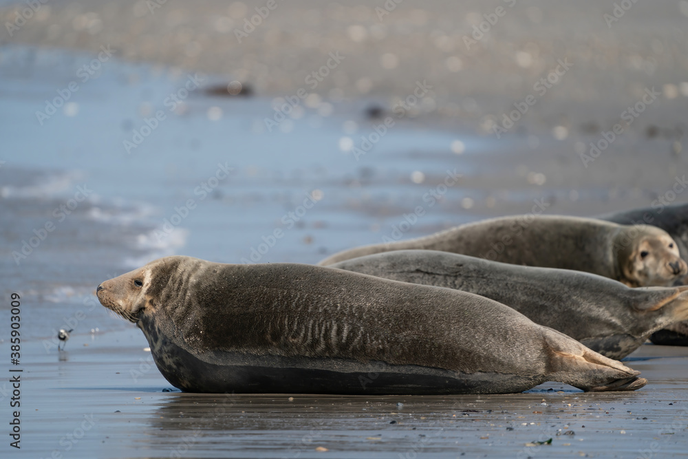 Wild Grey seal colony on the beach at Dune, Germany. Group with various ...