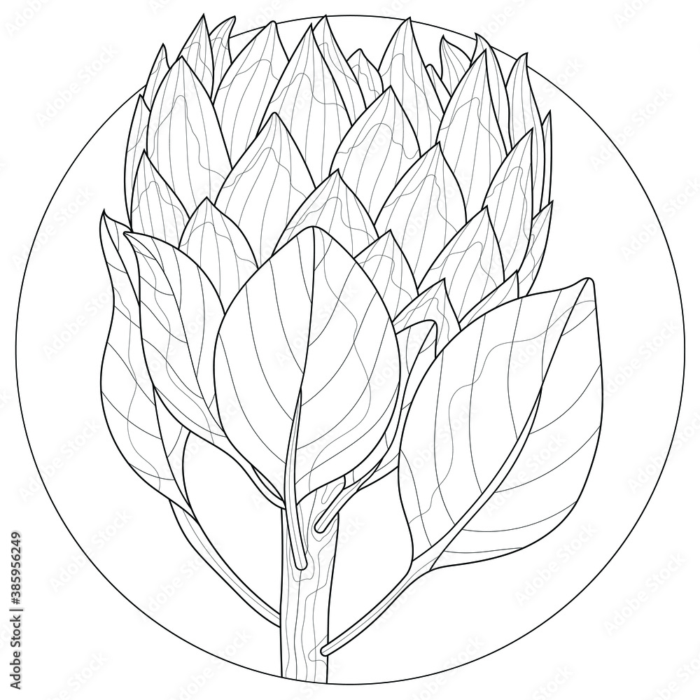 Protea flower.Coloring book antistress for children and adults ...