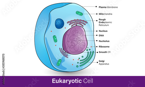 3D Ultrastructure and anatomy of Eukaryotic Cell with organelles. Golgi ... 3D Ultrastructure and anatomy of Eukaryotic Cell with organelles. Golgi ...