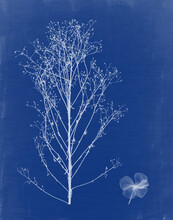 Cyanotype Free Stock Photo - Public Domain Pictures