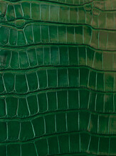 Green Crocodile Skin Background Free Stock Photo - Public Domain Pictures