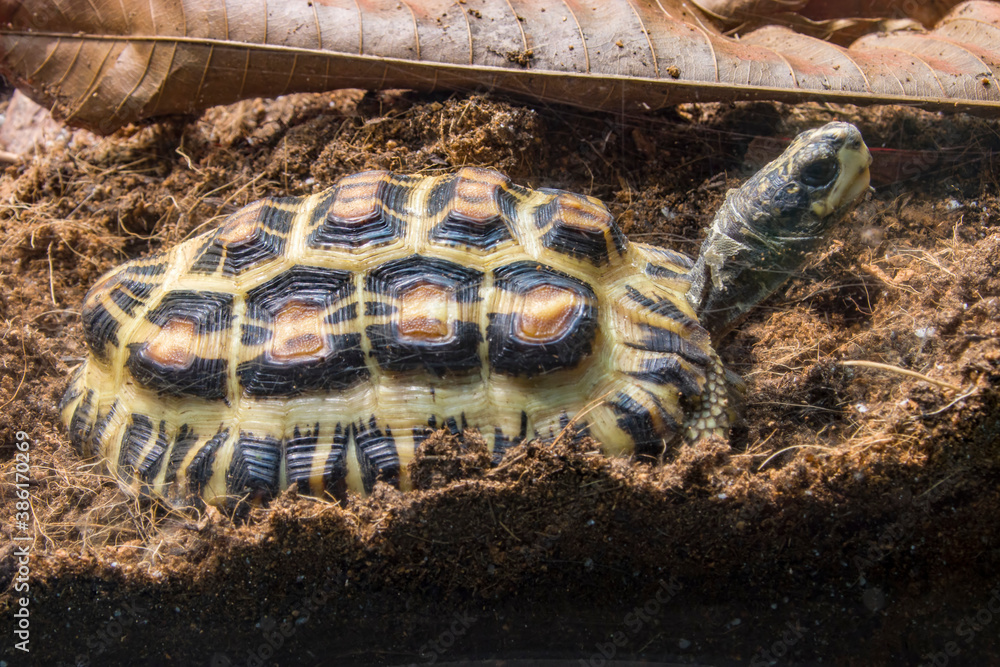 Flat-backed spider tortoise (Pyxis planicauda) is a tortoise that ...