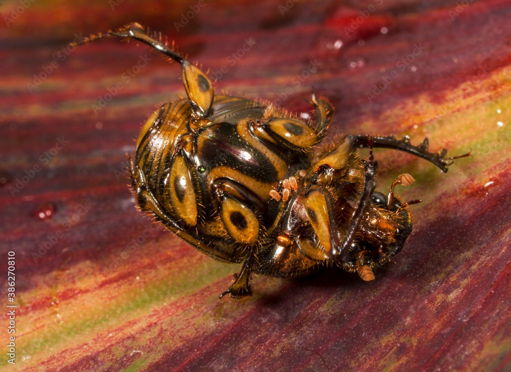 This detailed macro image shows the underside of a Onthophagus gazella ...