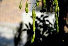 Japanese Pagoda Tree Free Stock Photo - Public Domain Pictures