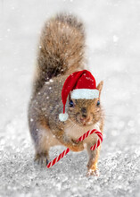 Happy Holiday Squirrel Free Stock Photo - Public Domain Pictures