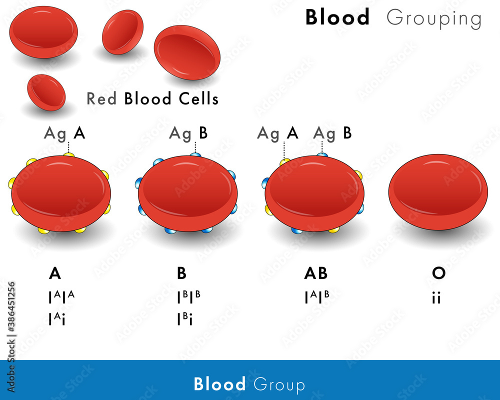 classification of Blood group infographic vector. RBCs showing surface ...