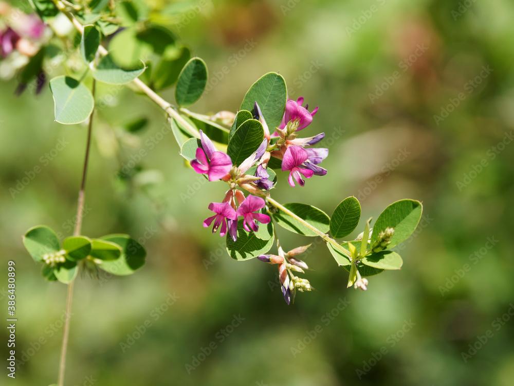 Lespedeza thunbergii | Lespédèze de Thunberg, arbuste à floraison ...