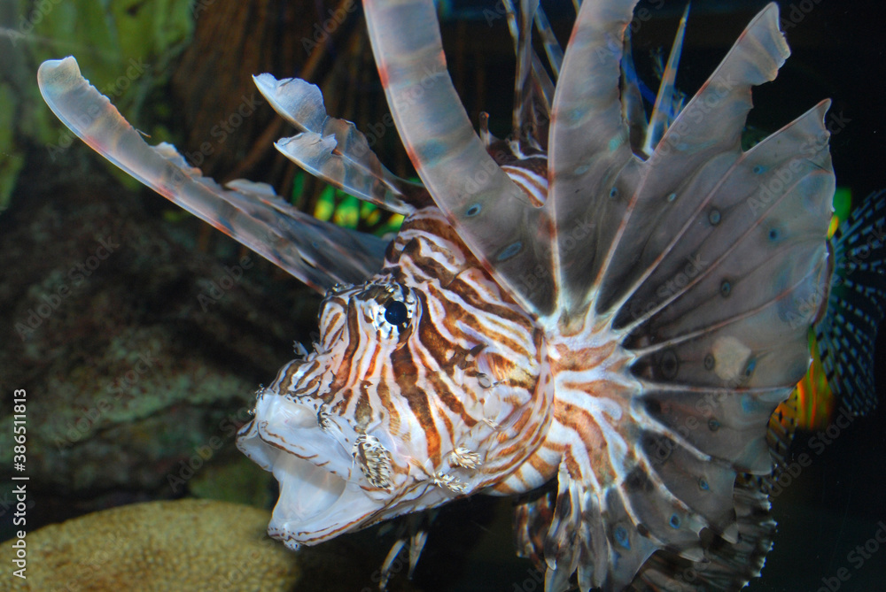 Lionfish swimming with mouth open underwater Stock Photo | Adobe Stock