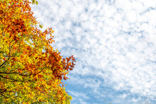 Assortment Of Trees Free Stock Photo - Public Domain Pictures