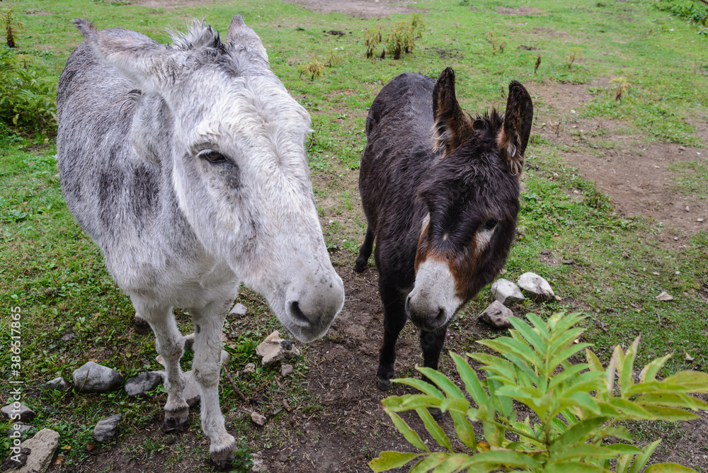 Burros en una casa de campo. El burro, asno, jumento o borrico (Equus ...