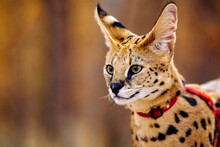 African Serval Cat Close-up Free Stock Photo - Public Domain Pictures