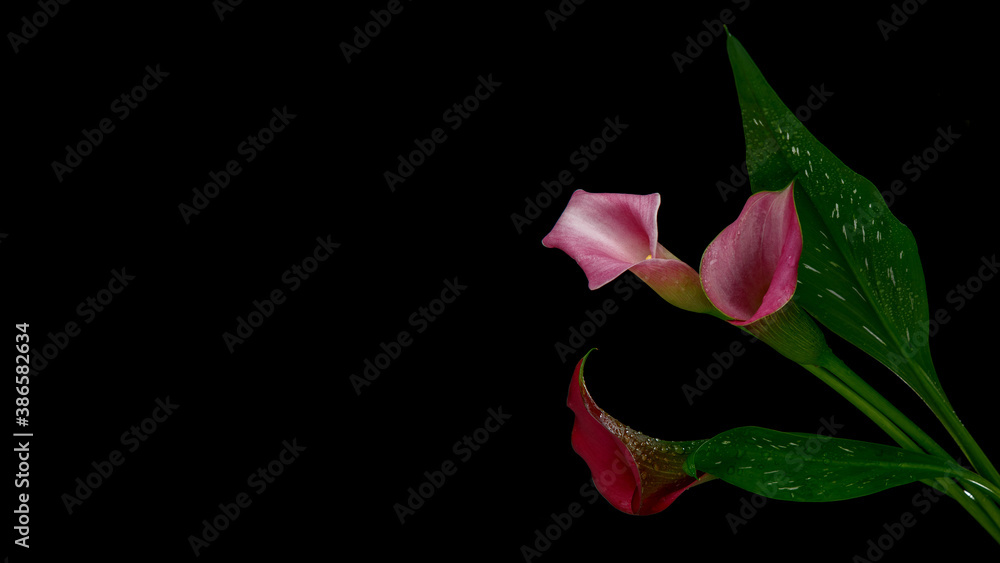 Calla lily flower is also called the trumpet pig or arum lily ...